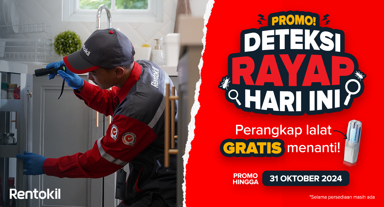 Promo Pencegahan Rayap | Rentokil Indonesia